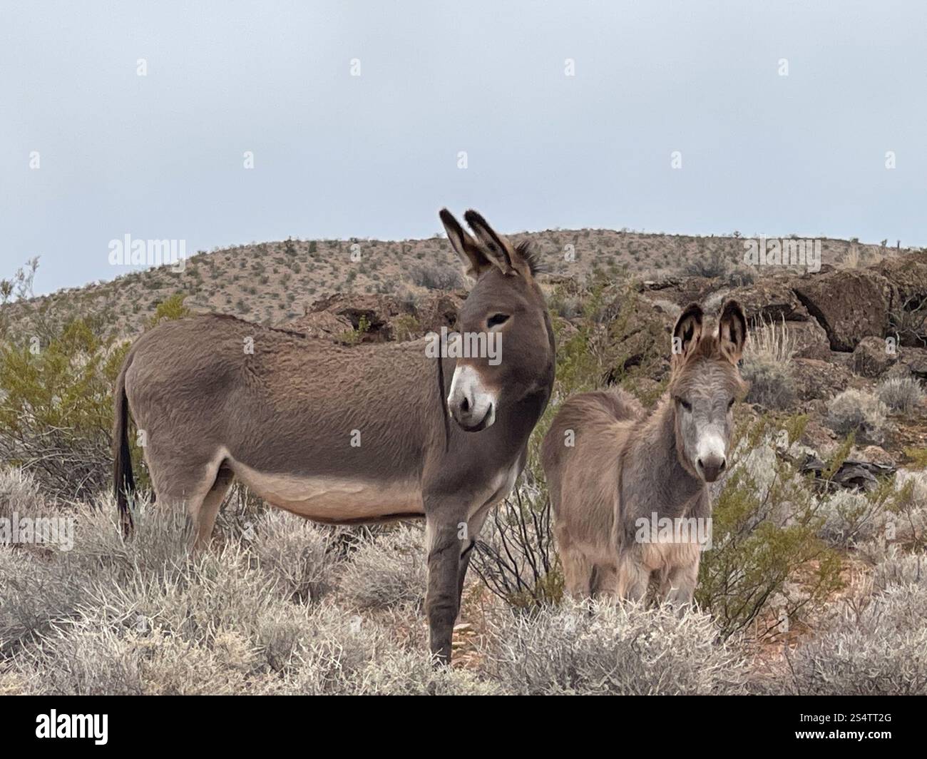 Donkey (Equus asinus Stock Photo - Alamy
