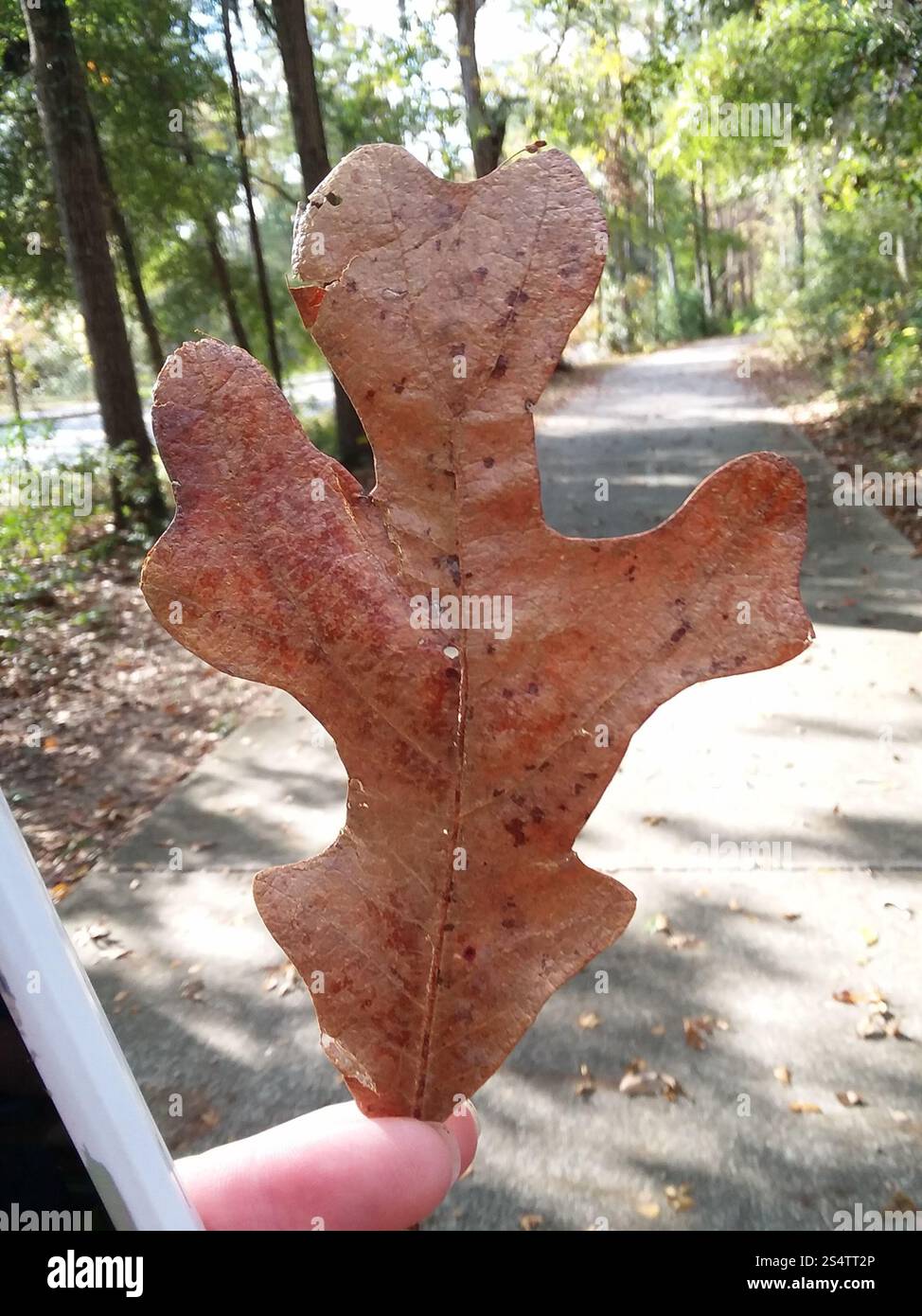 post oak (Quercus stellata Stock Photo - Alamy
