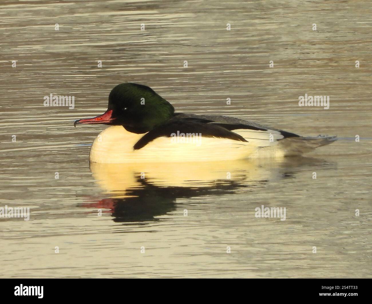 Common Merganser (Mergus merganser Stock Photo - Alamy