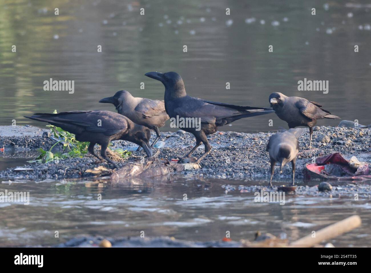 Large-billed Crow (Corvus macrorhynchos Stock Photo - Alamy