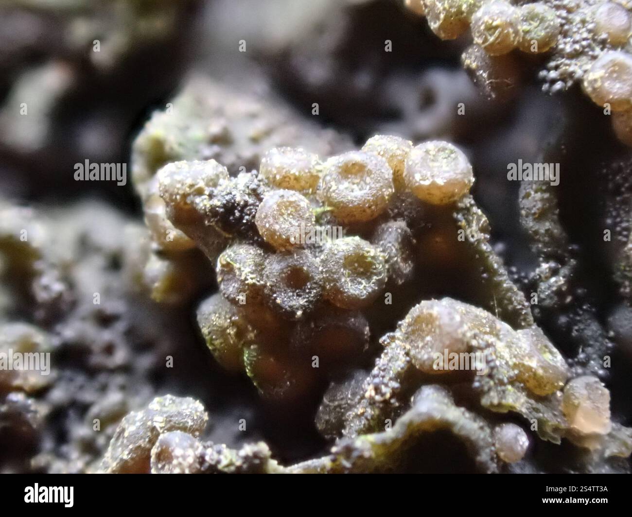 Starfish Jellyskin Lichen (Scytinium plicatile Stock Photo - Alamy