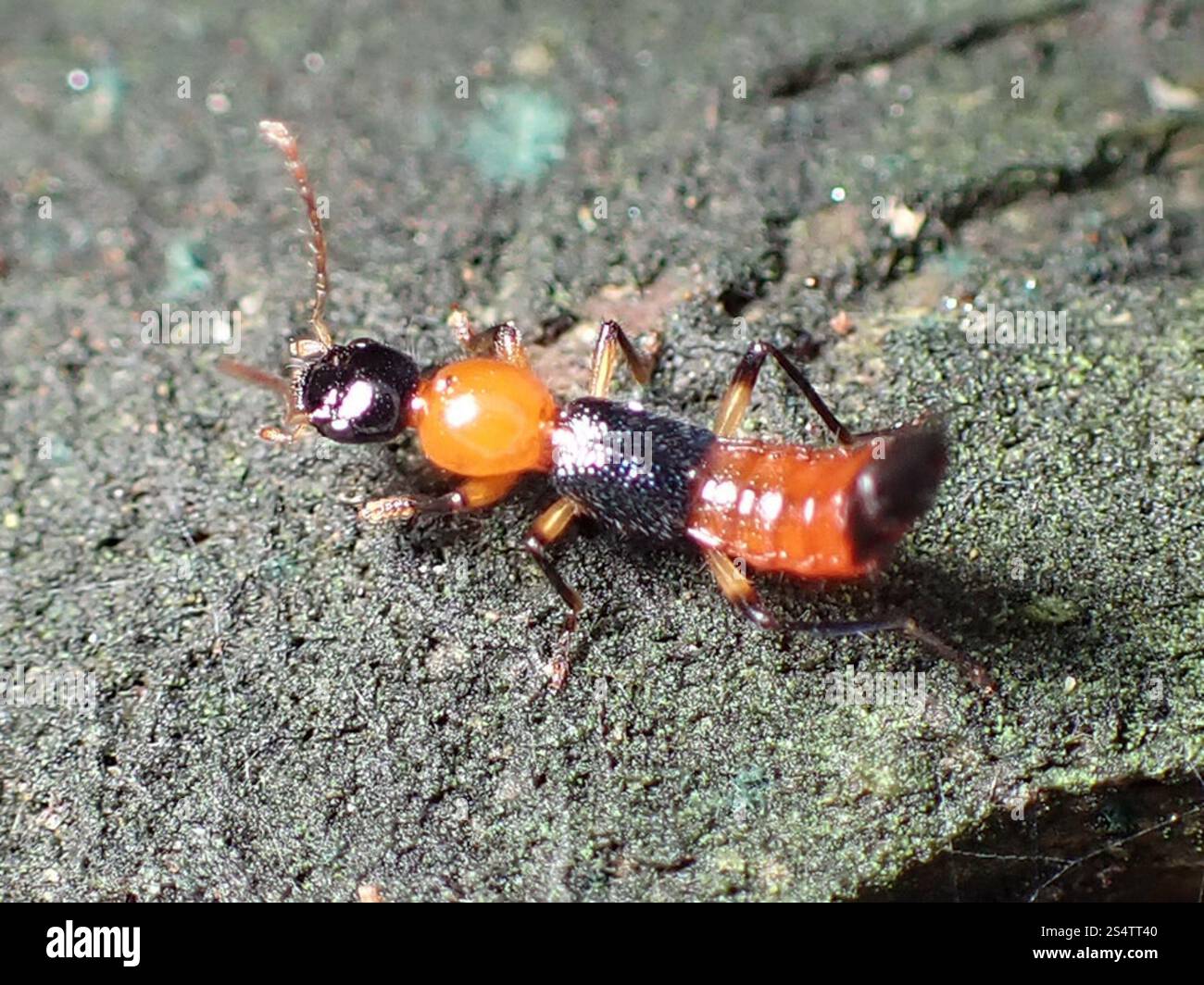 Whiplash Beetles (Paederus Stock Photo - Alamy