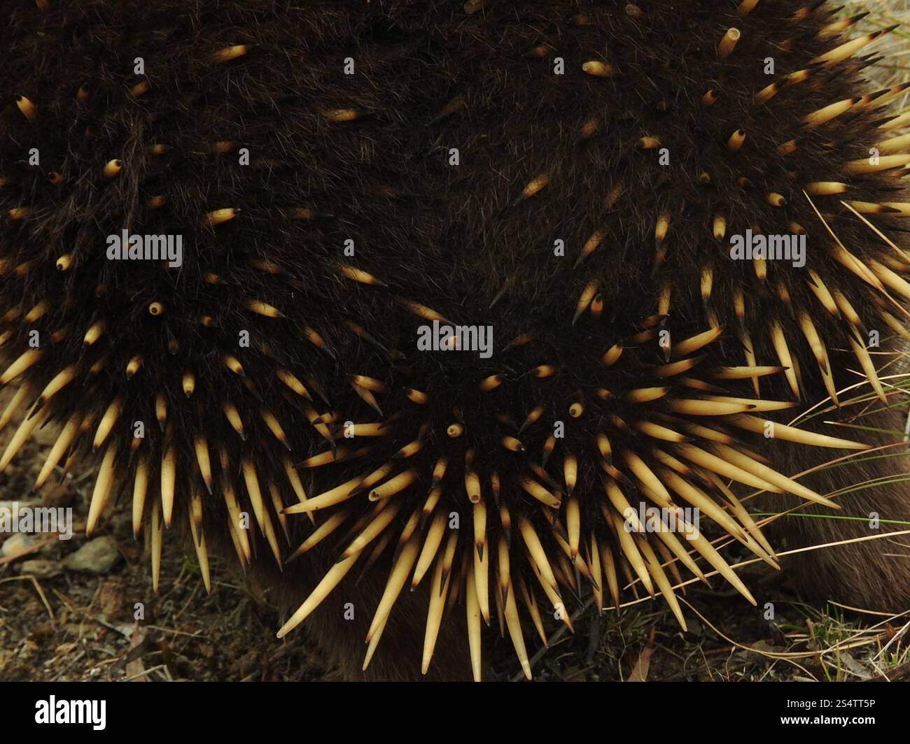 Tasmanian Echidna (Tachyglossus aculeatus setosus Stock Photo - Alamy