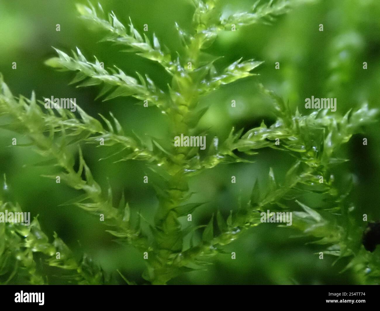 Common Feather-moss (Kindbergia praelonga Stock Photo - Alamy