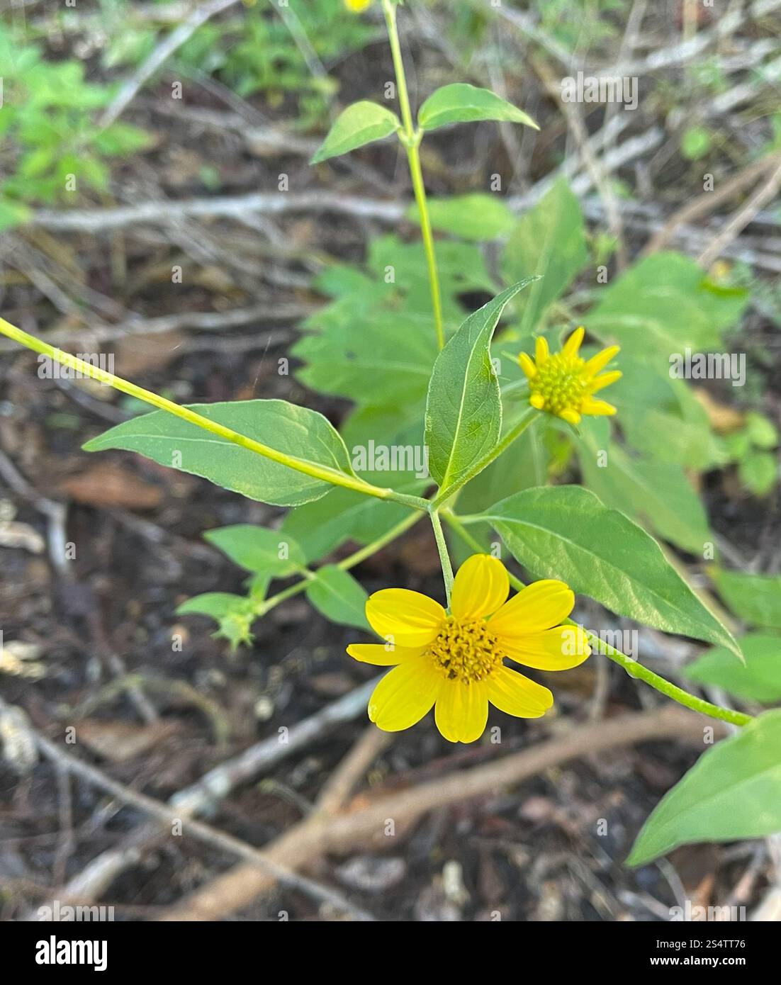 Toothleaf Goldeneye (Viguiera dentata Stock Photo - Alamy
