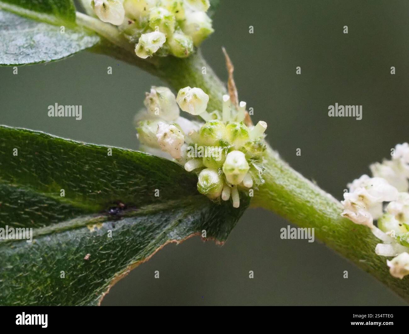 Large lineolate Elatostema (Elatostema lineolatum Stock Photo - Alamy
