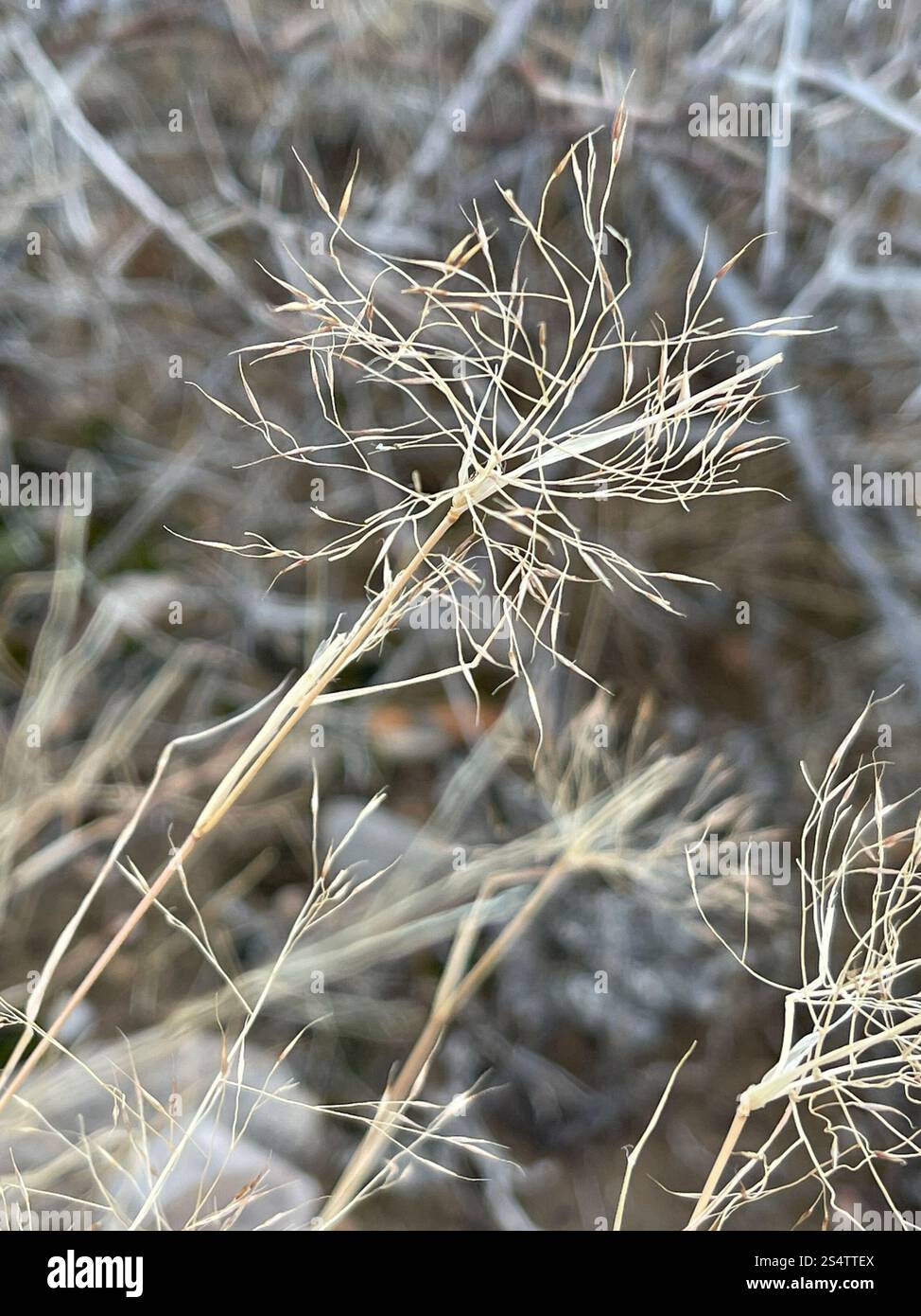 Bush Muhly (Muhlenbergia porteri Stock Photo - Alamy