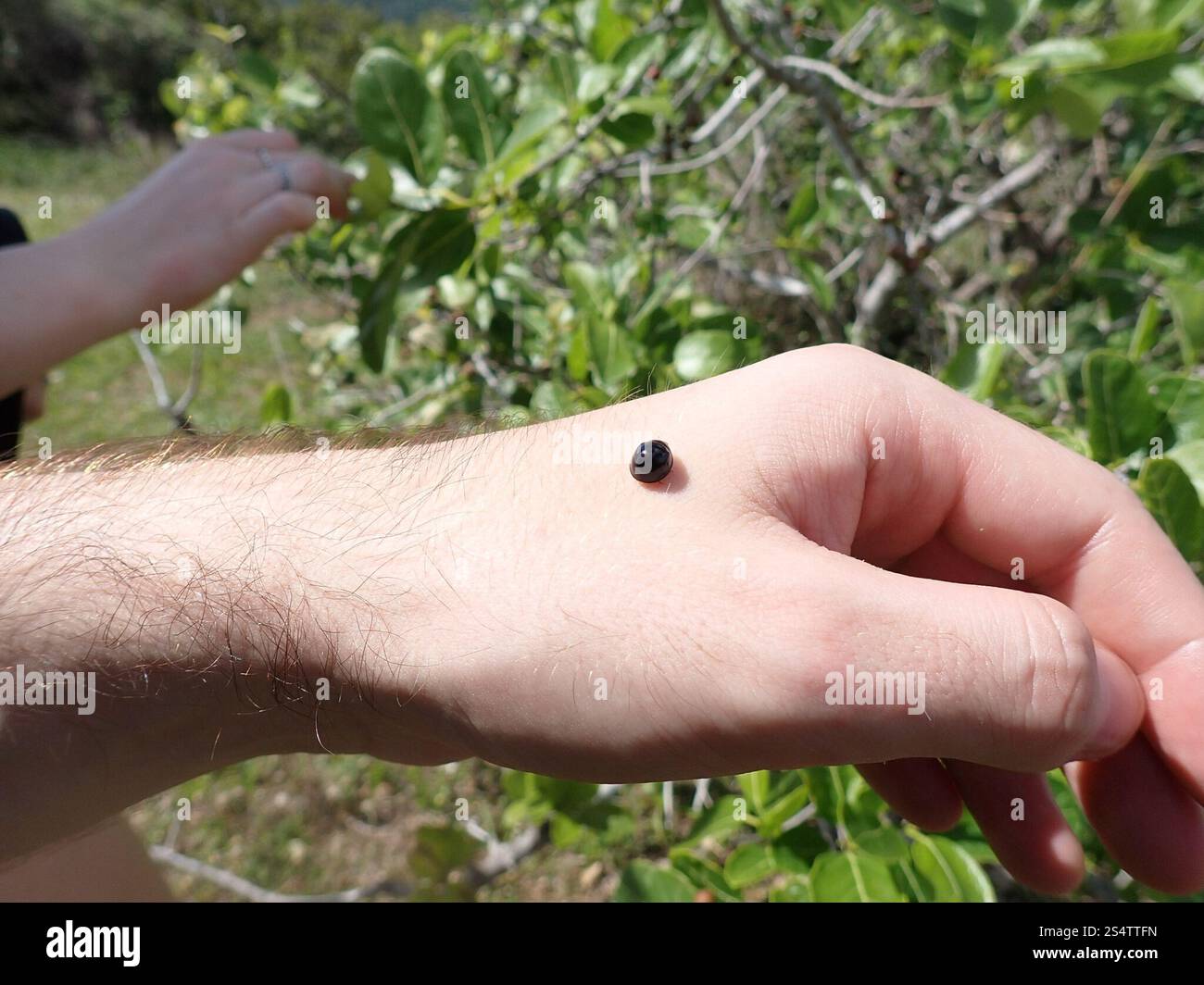 Cucujiform Beetles (Cucujiformia Stock Photo - Alamy