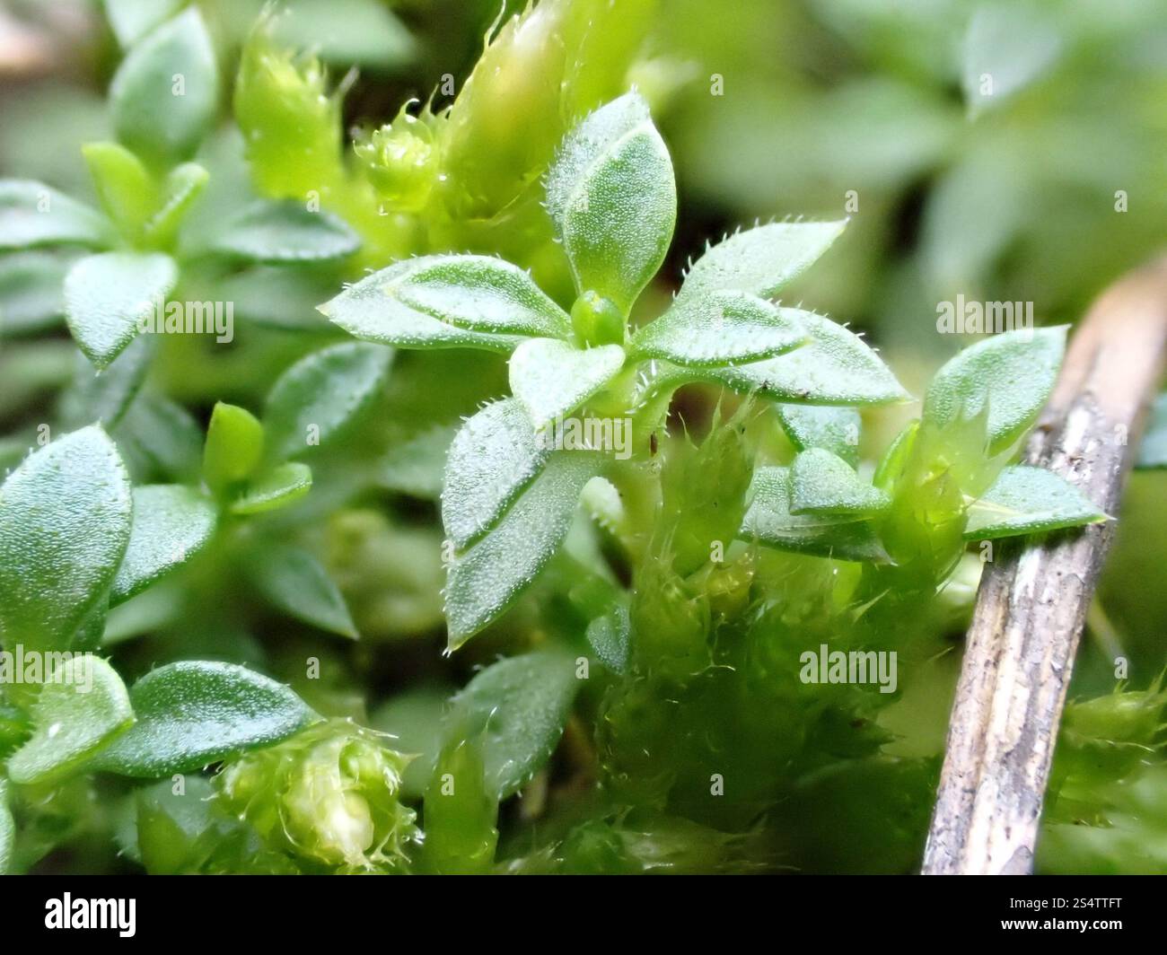pink family (Caryophyllaceae Stock Photo - Alamy