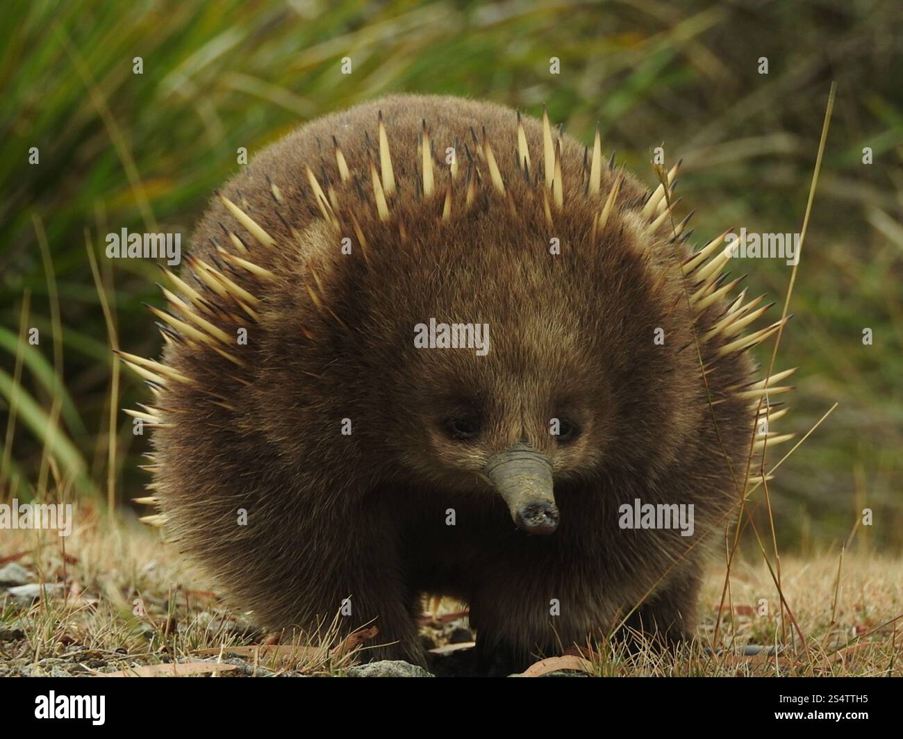 Tasmanian Echidna (Tachyglossus aculeatus setosus Stock Photo - Alamy