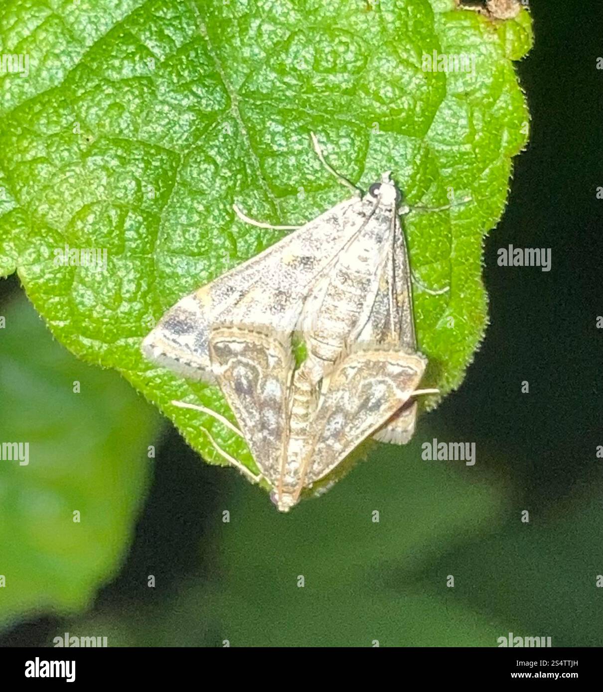 China-mark Moths (Acentropinae Stock Photo - Alamy
