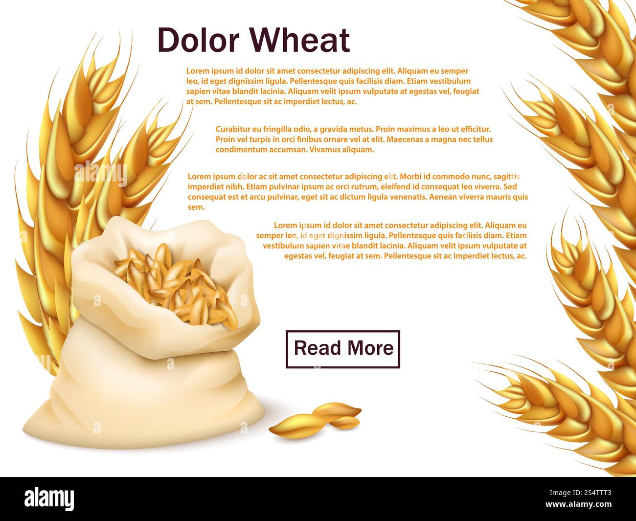 Realistic wheat, grains and ears isolated on white background. Premium ...