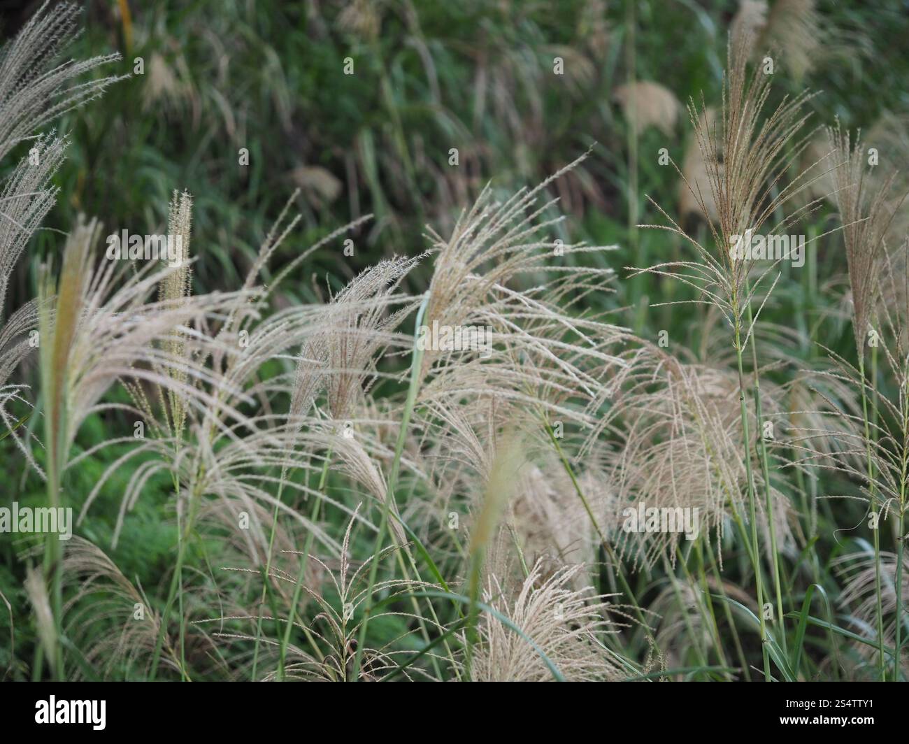 Chinese silver grass (Miscanthus sinensis Stock Photo - Alamy