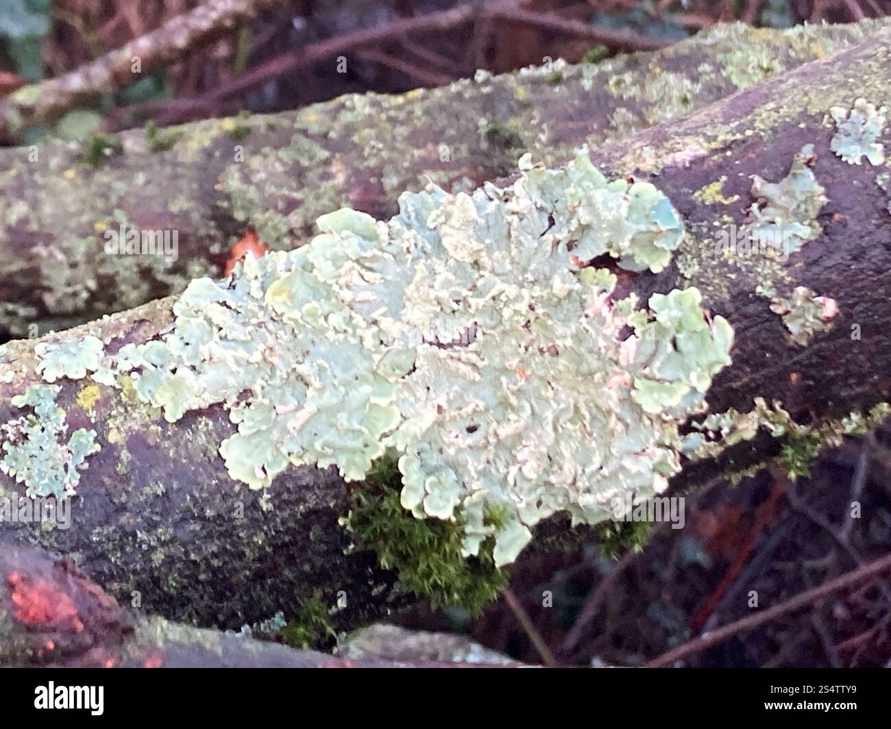 common greenshield lichen (Flavoparmelia caperata Stock Photo - Alamy