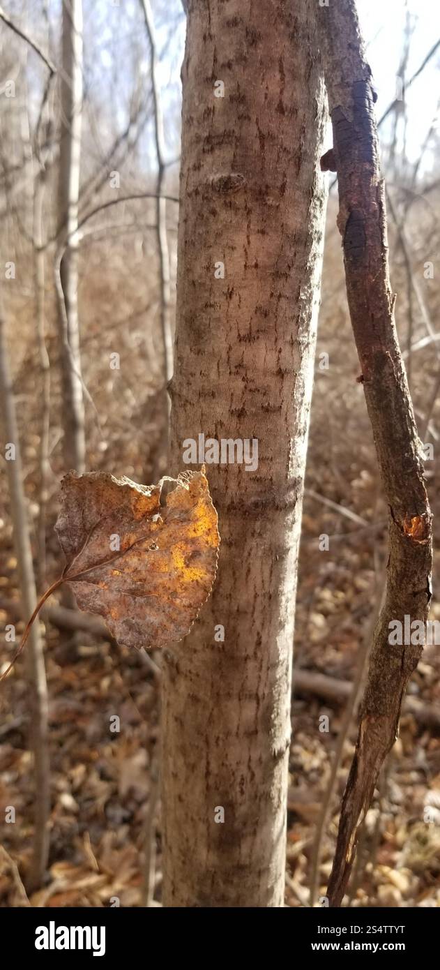 quaking aspen (Populus tremuloides Stock Photo - Alamy