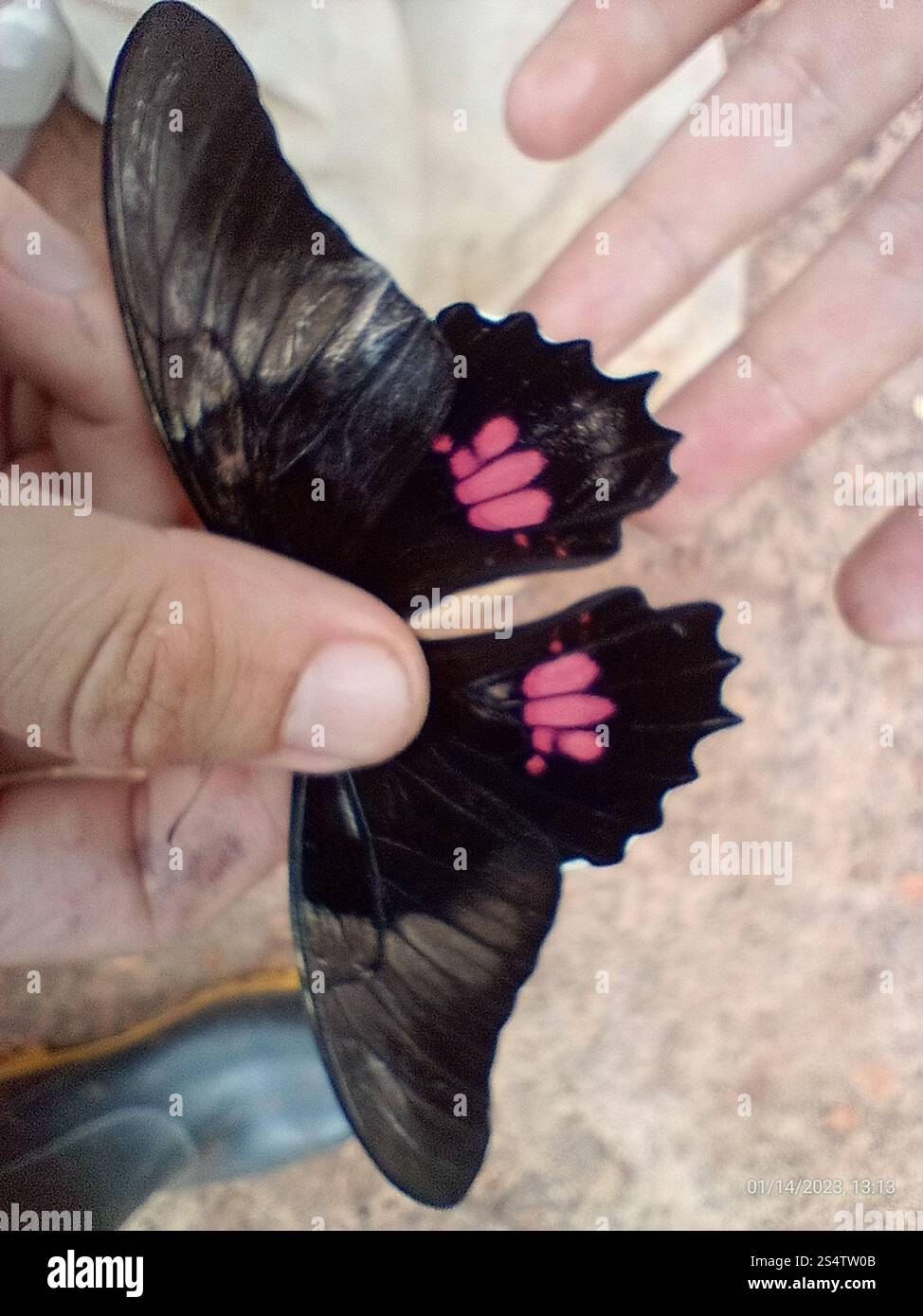 Ruby-spotted Swallowtail (Heraclides anchisiades Stock Photo - Alamy