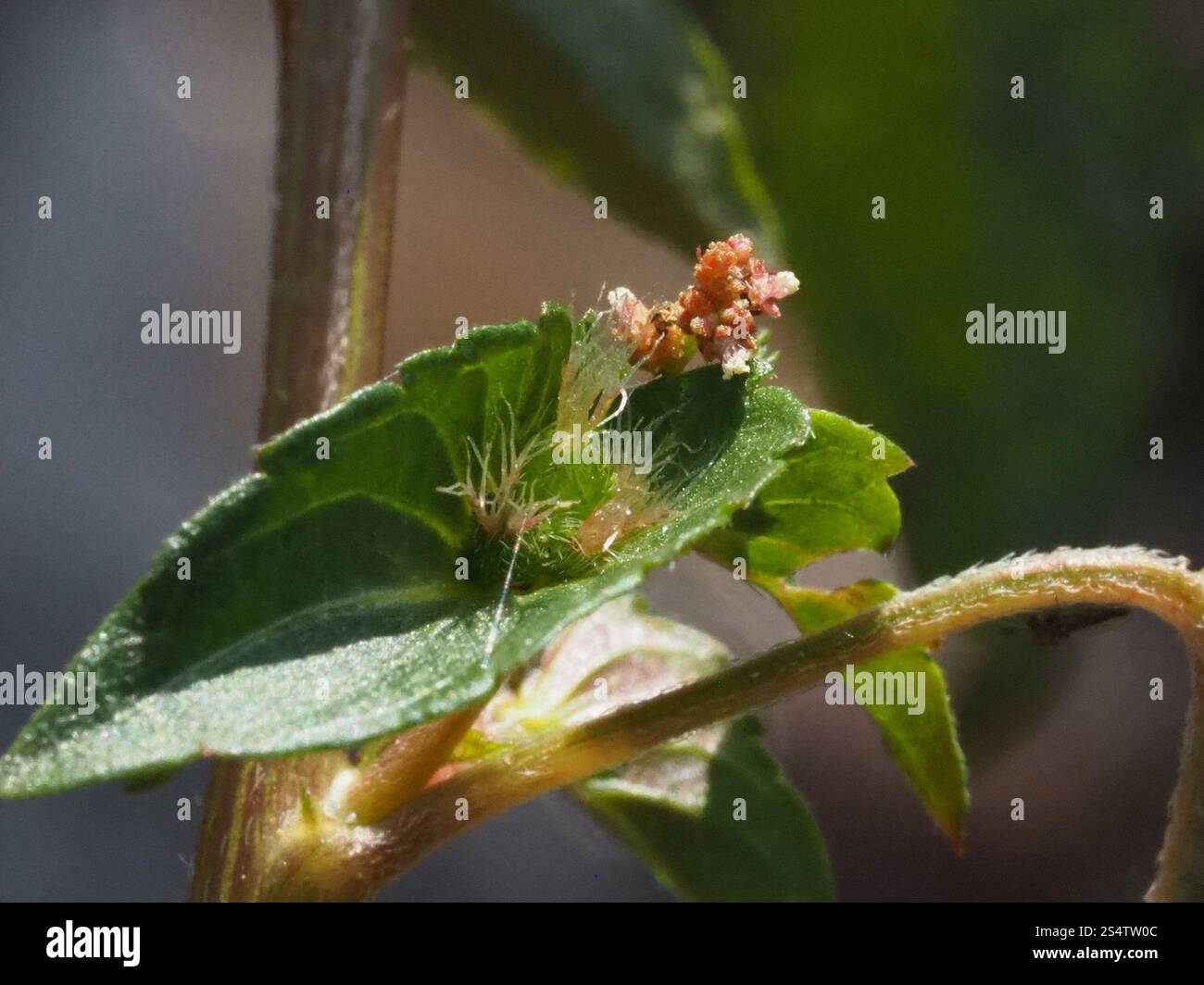 Asian Copperleaf (Acalypha australis Stock Photo - Alamy