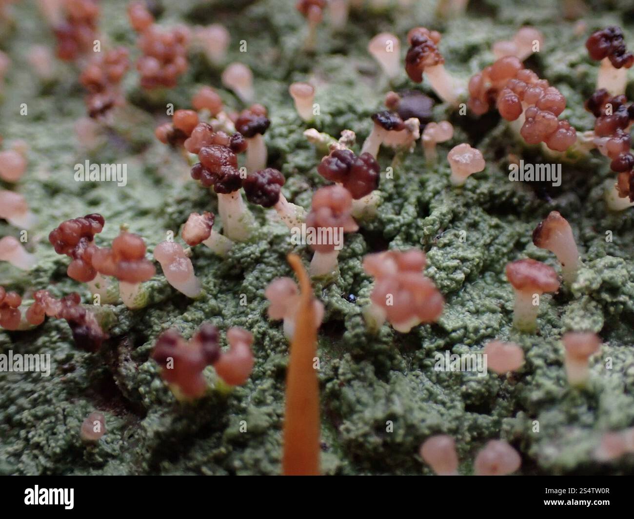 Brown Beret Lichen (Baeomyces rufus Stock Photo - Alamy