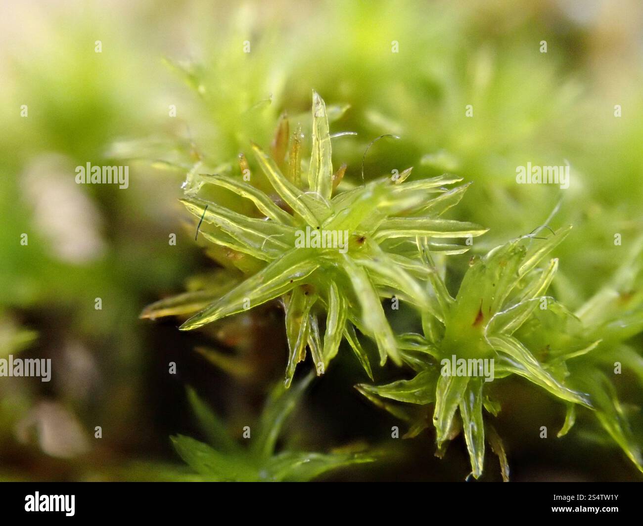 Wood Bristle-moss (Lewinskya affinis Stock Photo - Alamy