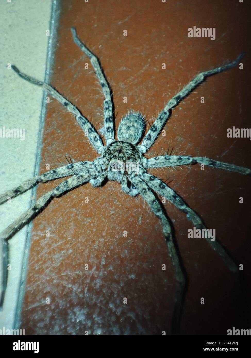 Pantropical Huntsman Spider (Heteropoda venatoria Stock Photo - Alamy