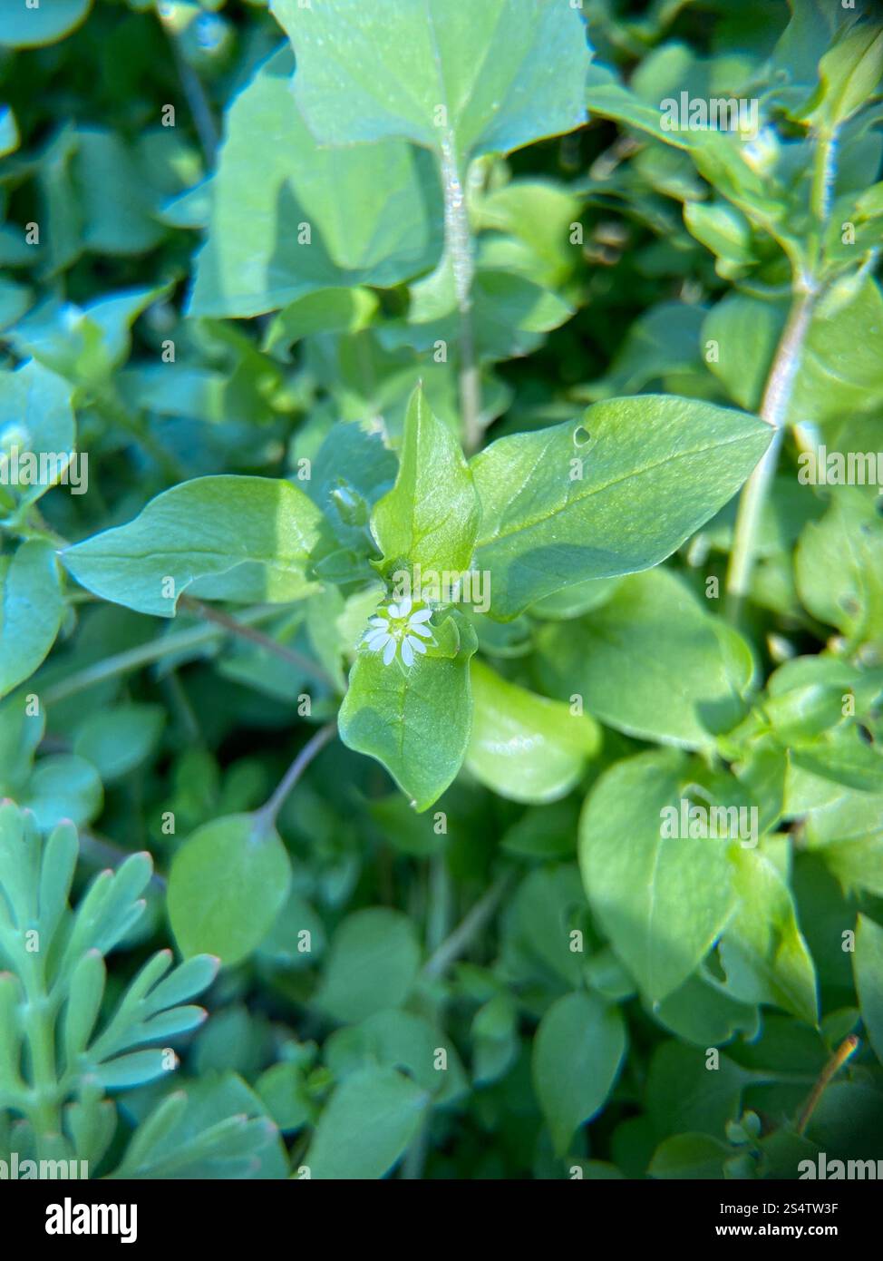 common chickweed (Stellaria media Stock Photo - Alamy
