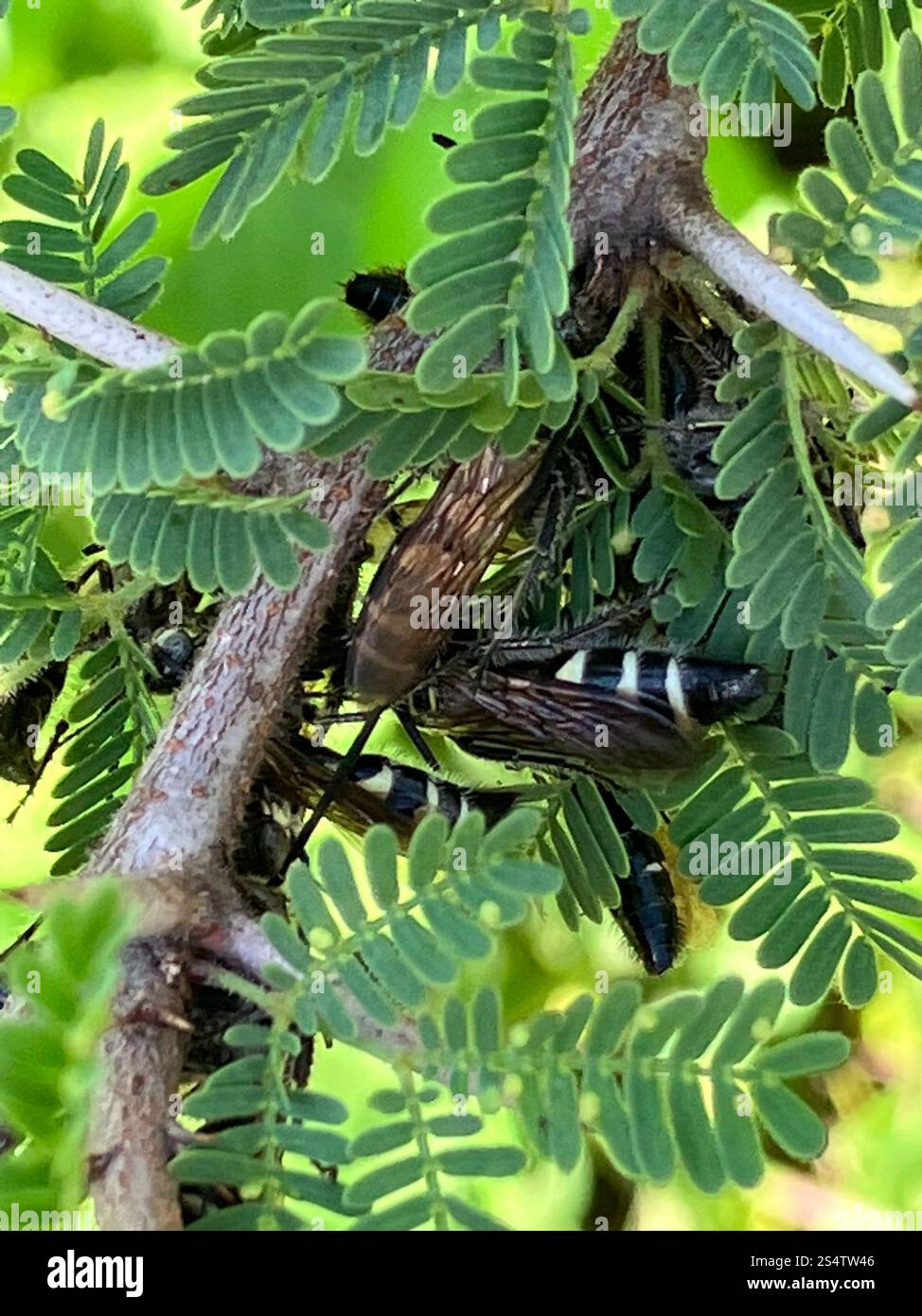 Caribbean scoliid wasp (Dielis dorsata Stock Photo - Alamy