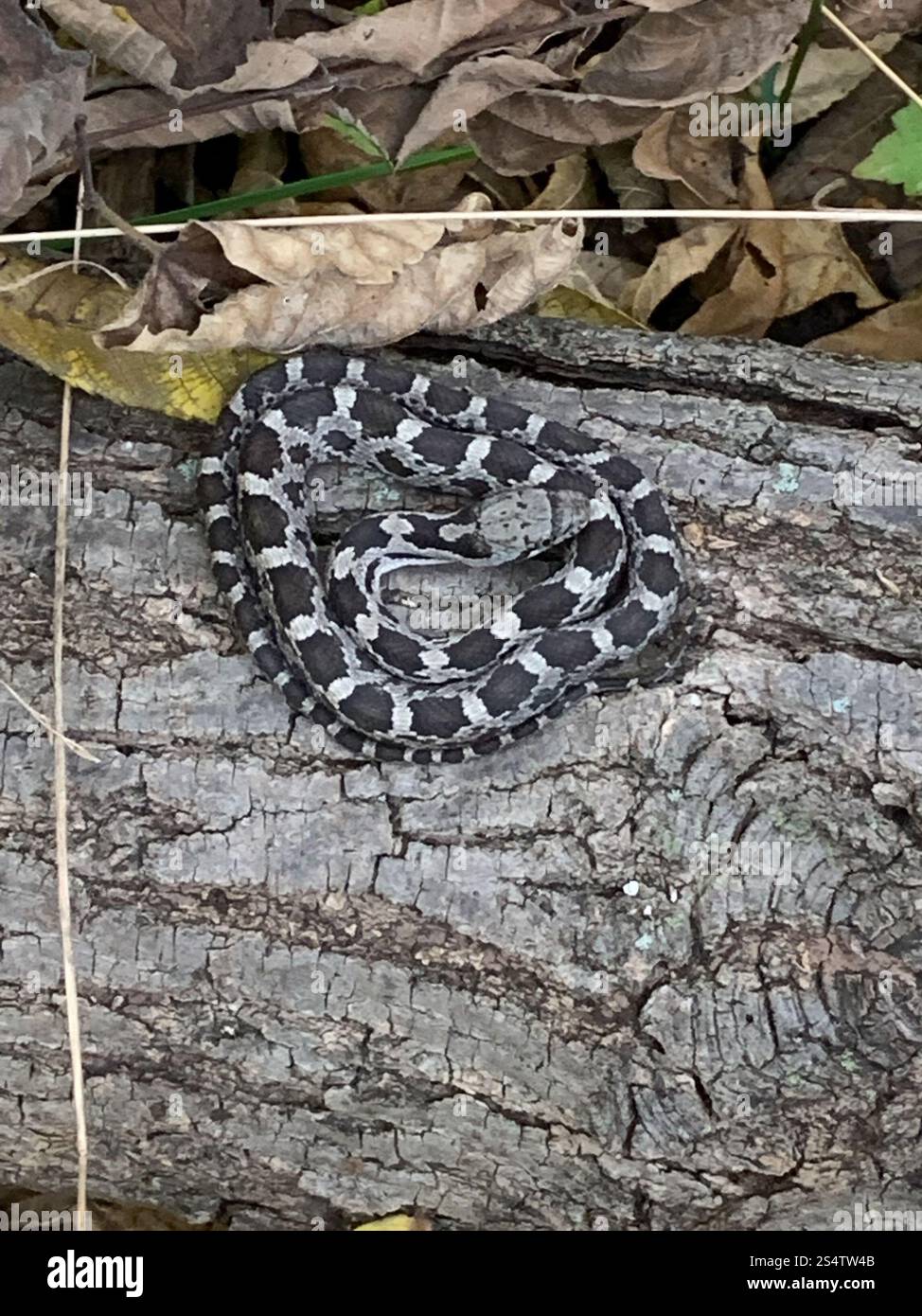 Gray Ratsnake (Pantherophis spiloides Stock Photo - Alamy