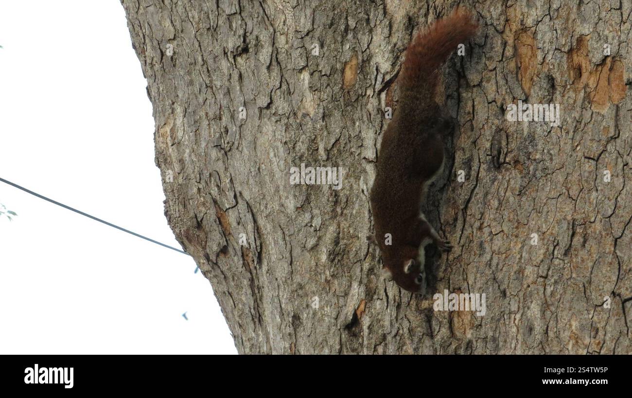 Finlayson's Squirrel (Callosciurus finlaysonii Stock Photo - Alamy