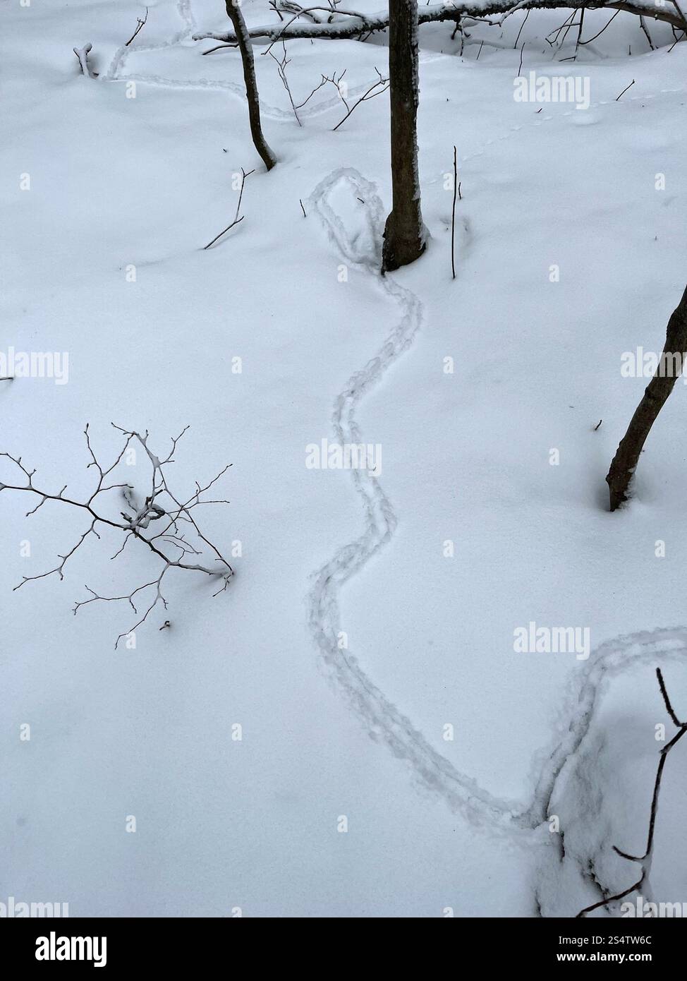 Hamsters, Voles, Lemmings, and Allies (Cricetidae Stock Photo - Alamy