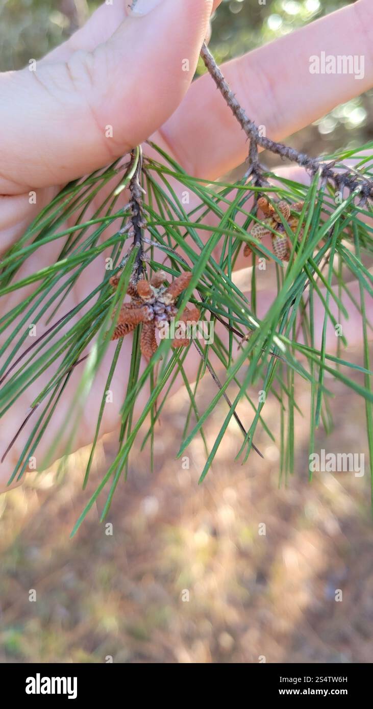 sand pine (Pinus clausa Stock Photo - Alamy