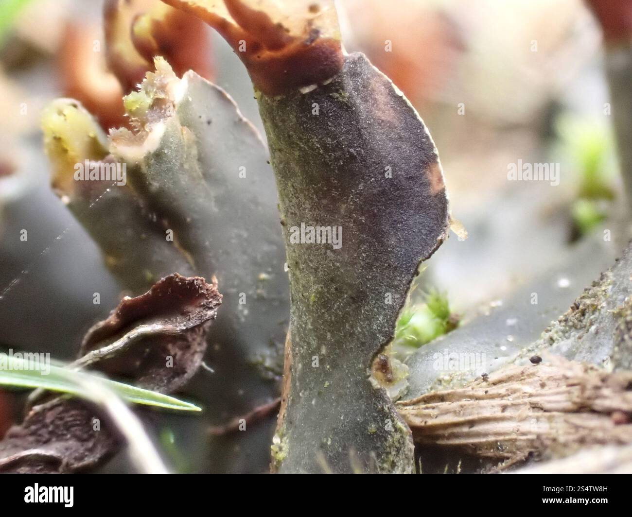 alternating dog lichen (Peltigera didactyla Stock Photo - Alamy