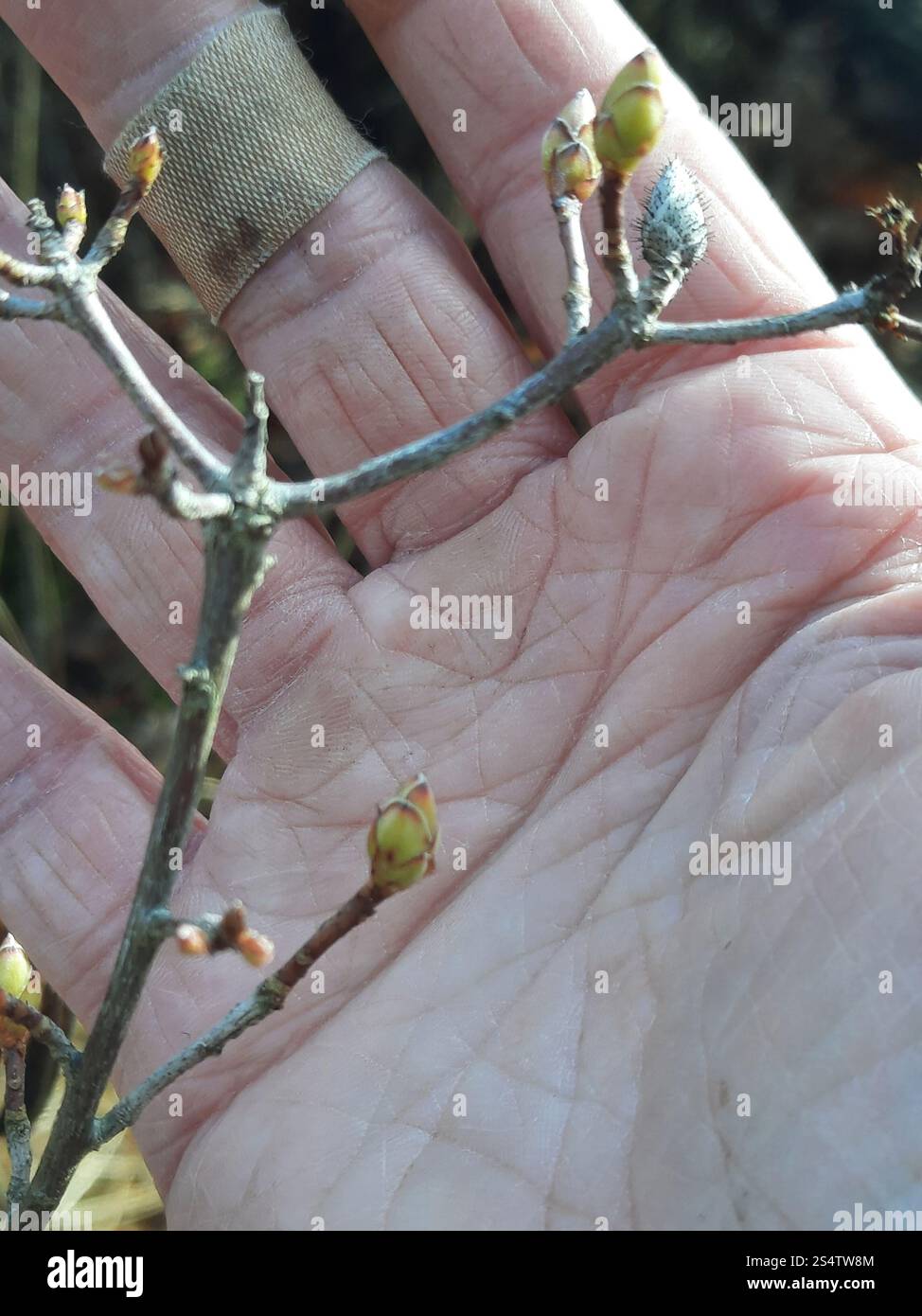 swamp azalea (Rhododendron viscosum Stock Photo - Alamy