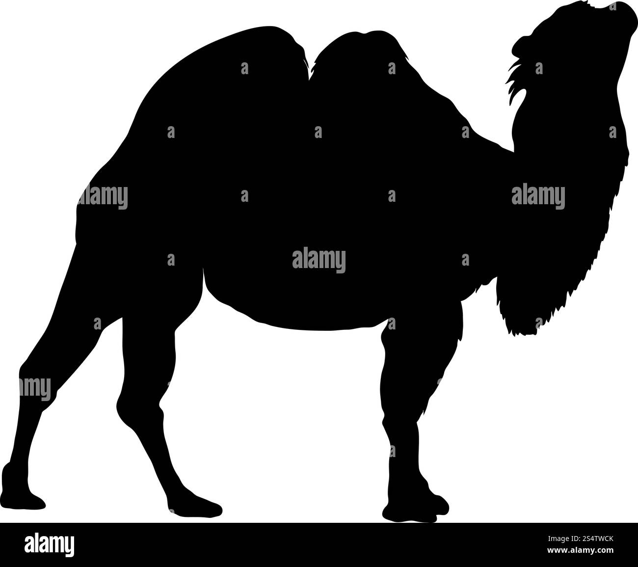 Camel Silhouette. Highly Detailed Smooth Design. Vector Illustration ...