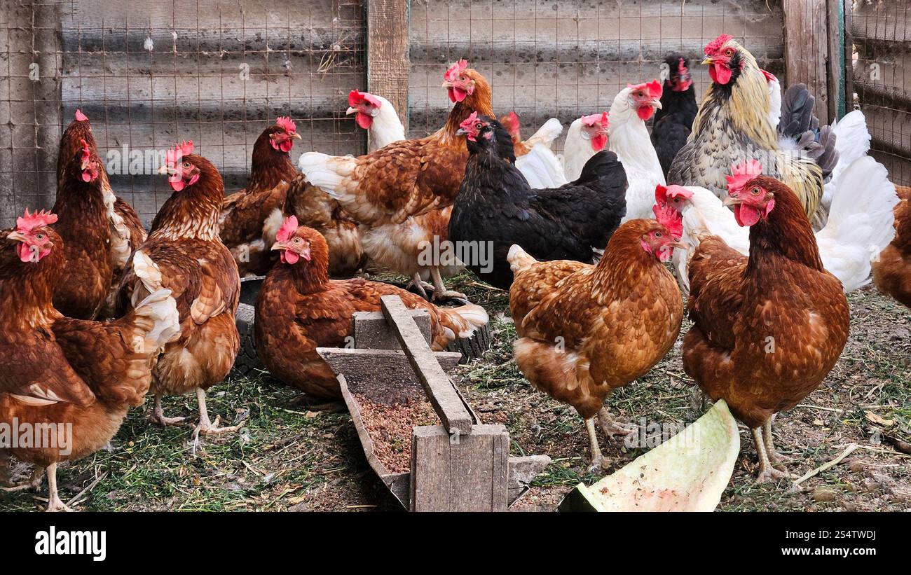 Brown, white, and black hens and rooster gathered around a feeding bowl ...