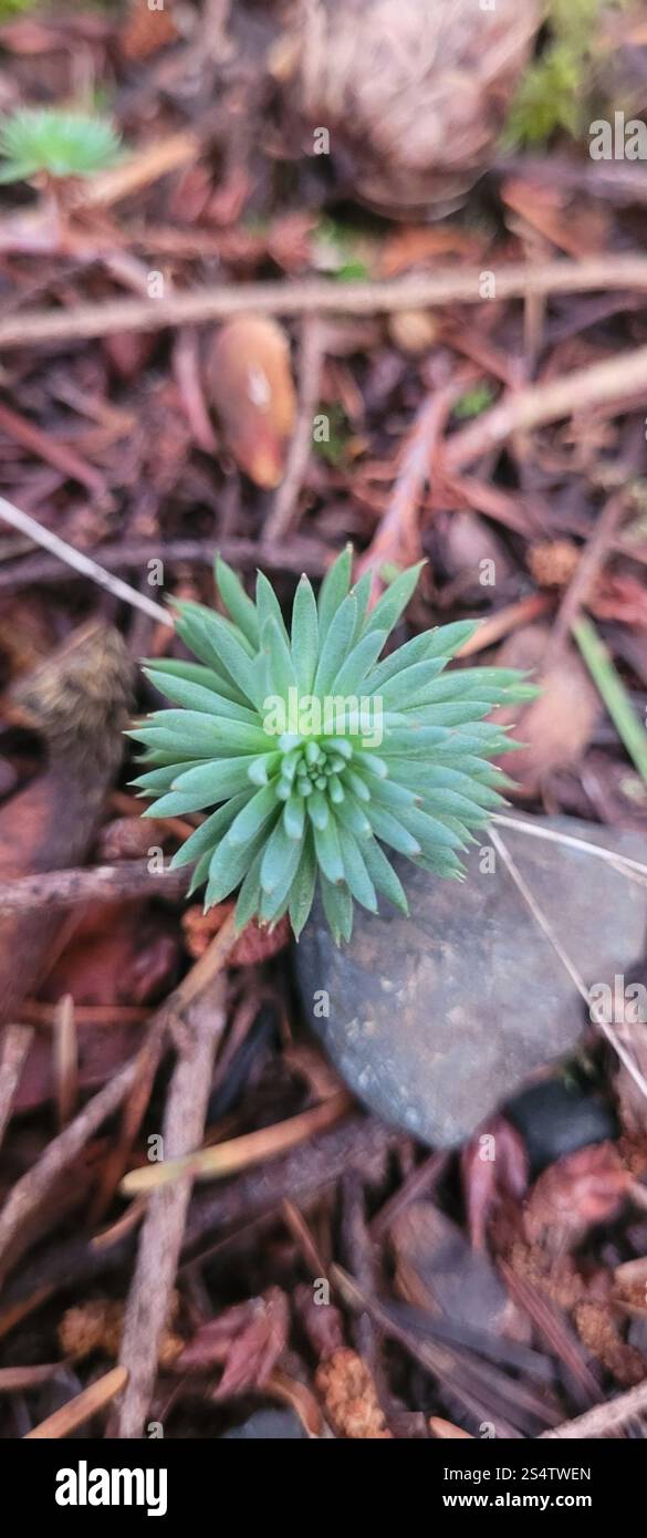 Rock Stonecrop (Petrosedum forsterianum Stock Photo - Alamy