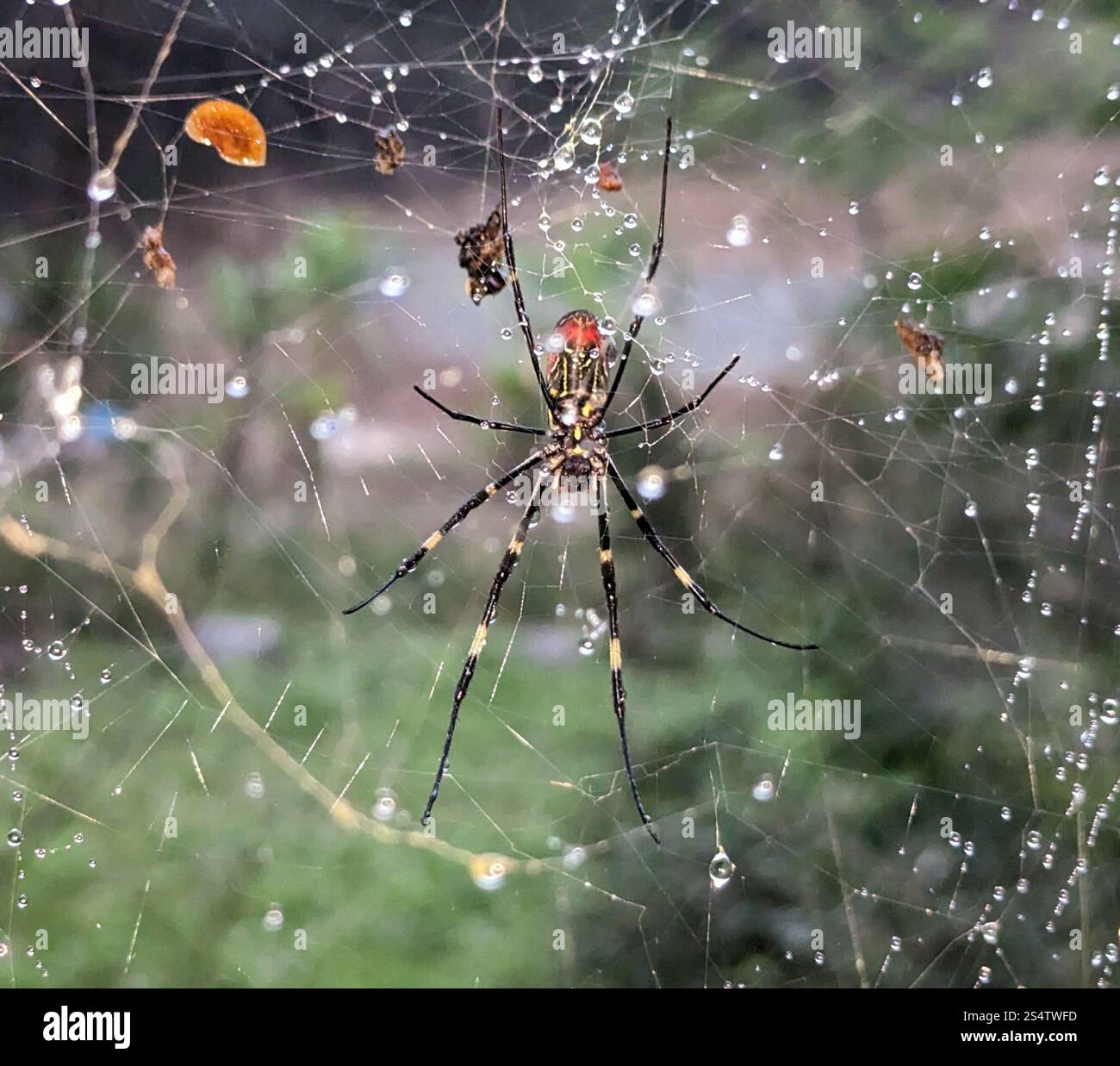 Joro Spider (Trichonephila clavata Stock Photo - Alamy