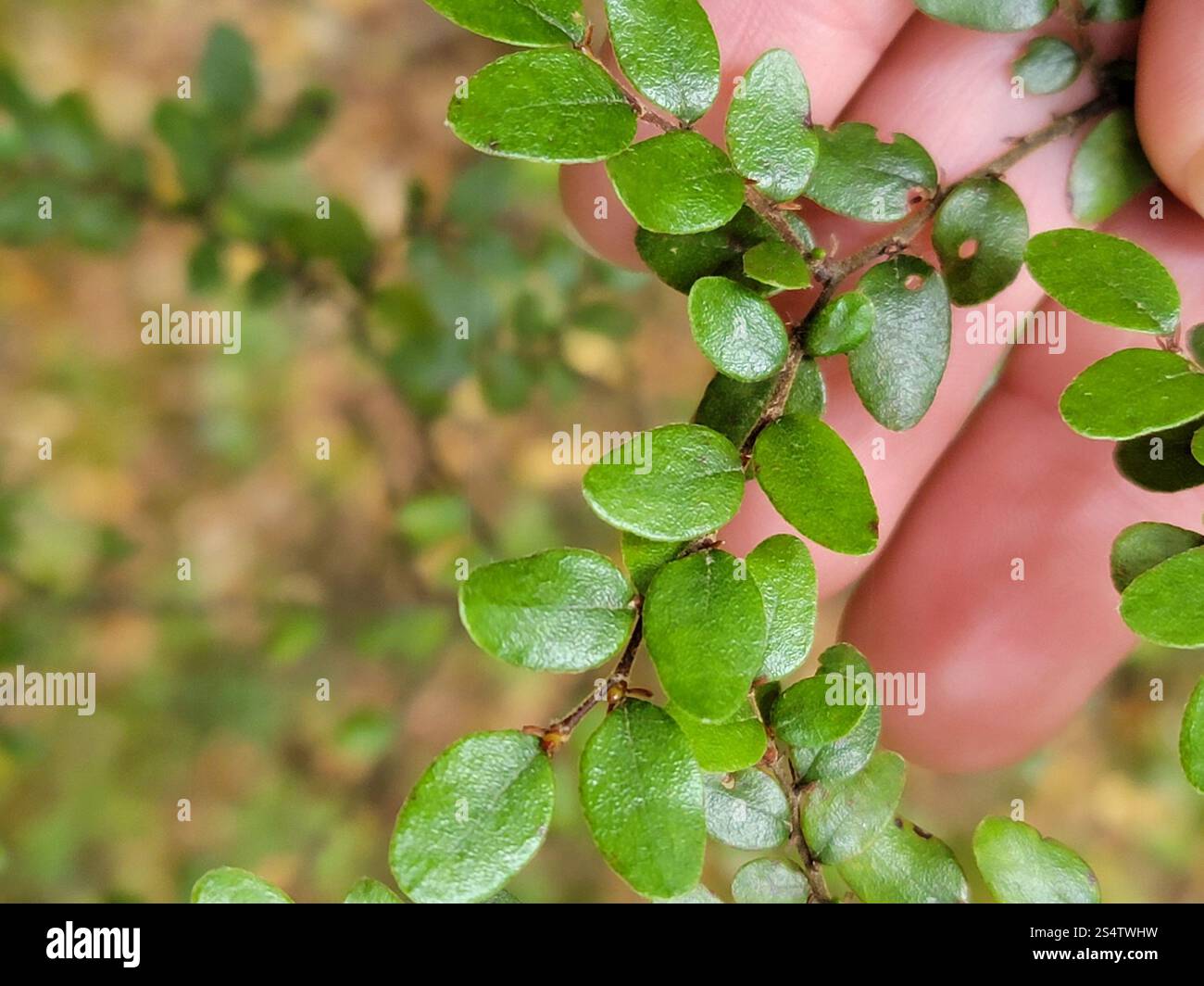 Mountain beech (Nothofagus cliffortioides Stock Photo - Alamy
