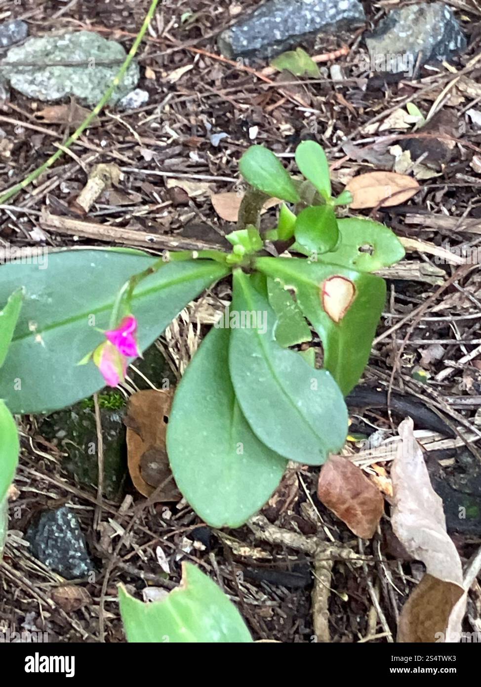 Philippine spinach (Talinum fruticosum Stock Photo - Alamy