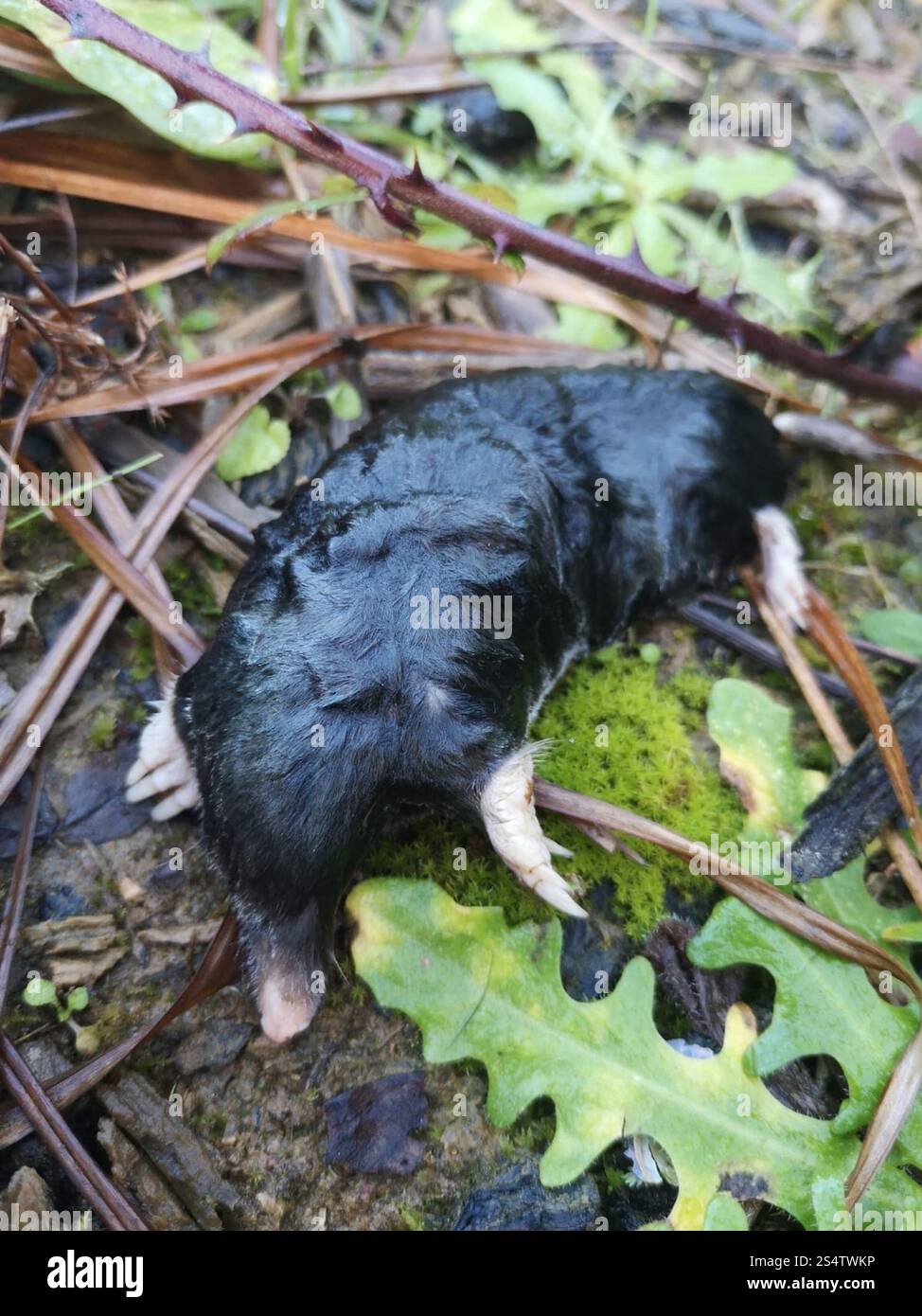 Iberian mole (Talpa occidentalis Stock Photo - Alamy