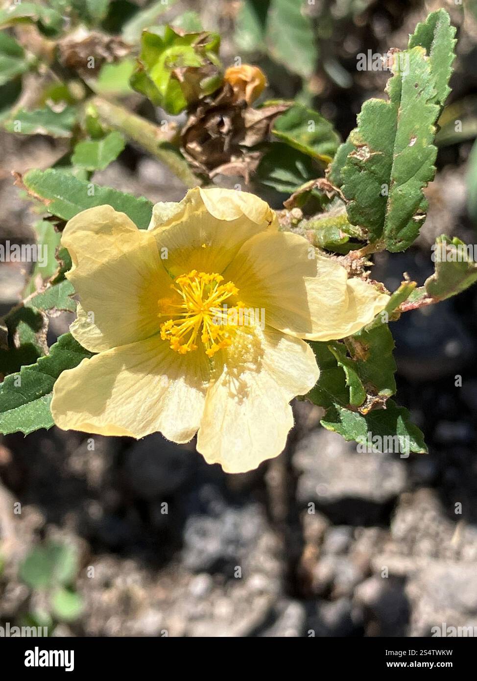 Common Fanpetals (Sida ulmifolia Stock Photo - Alamy