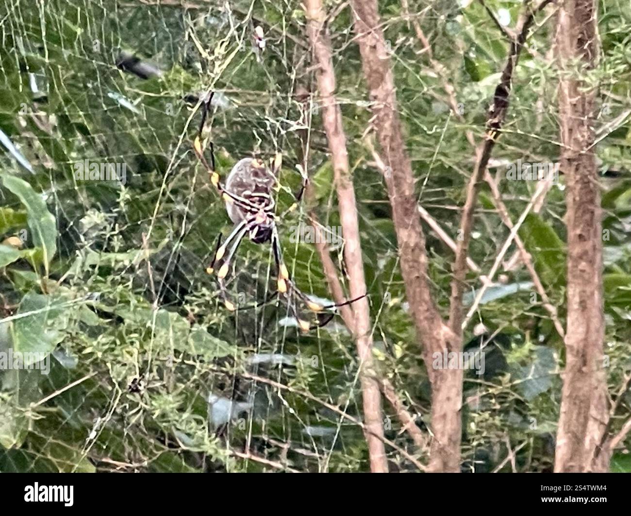 Tiger Spider (Trichonephila plumipes Stock Photo - Alamy