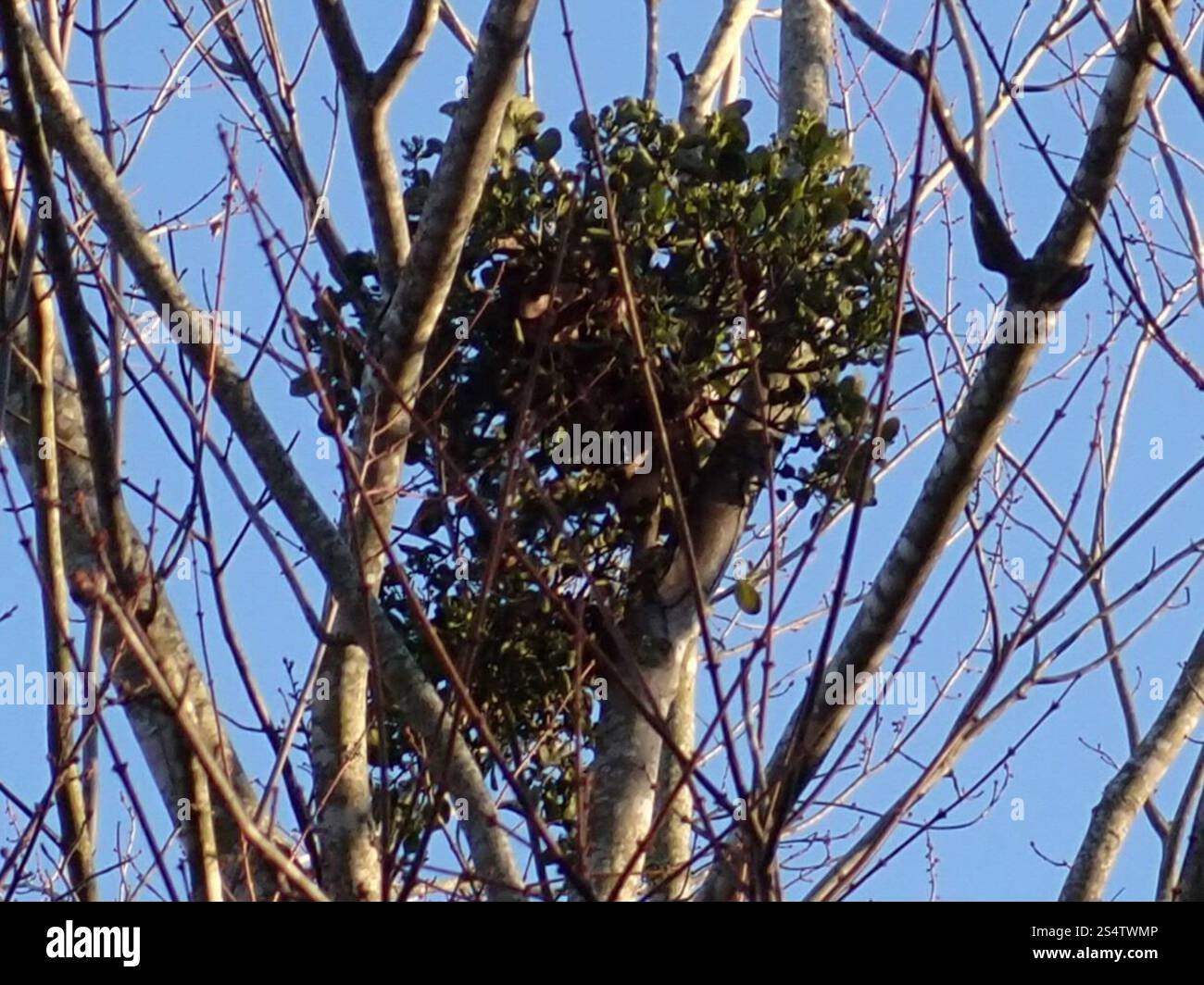 American Mistletoe (Phoradendron leucarpum Stock Photo - Alamy