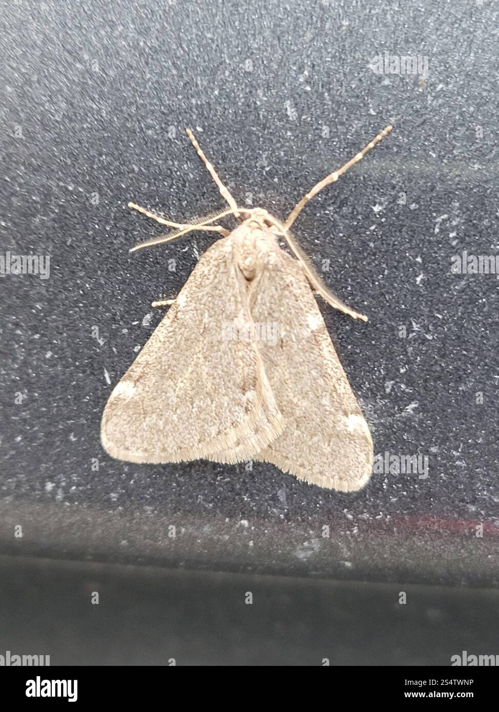 Fall Cankerworm Moth (Alsophila pometaria Stock Photo - Alamy