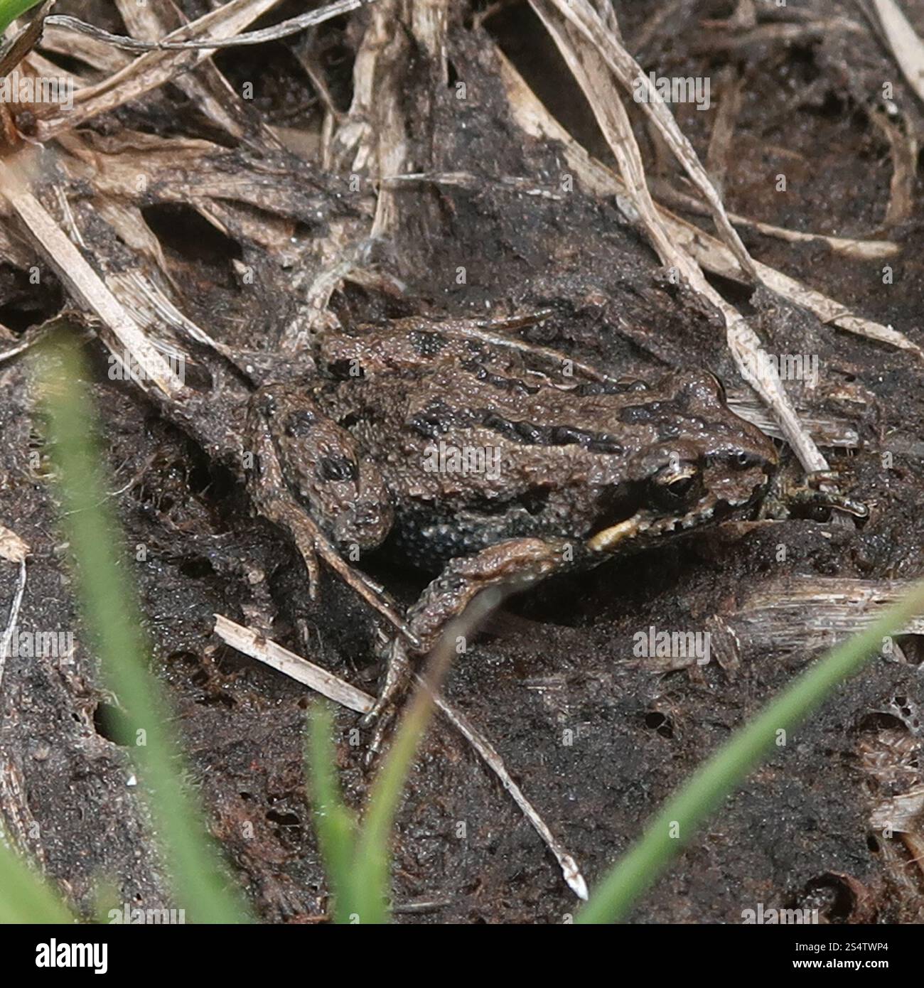 Australian Ground Frogs (Myobatrachidae Stock Photo - Alamy