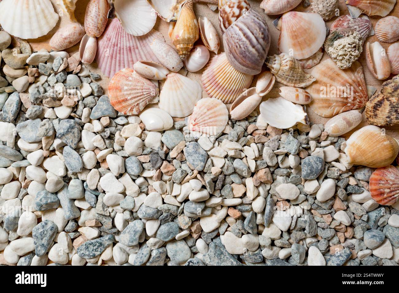Lot of colorful seashells lying on stones at seashore Stock Photo - Alamy