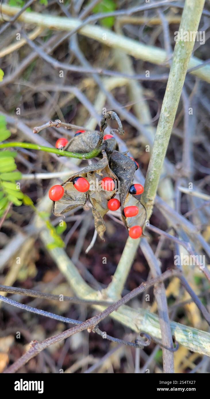 rosary pea (Abrus precatorius Stock Photo - Alamy
