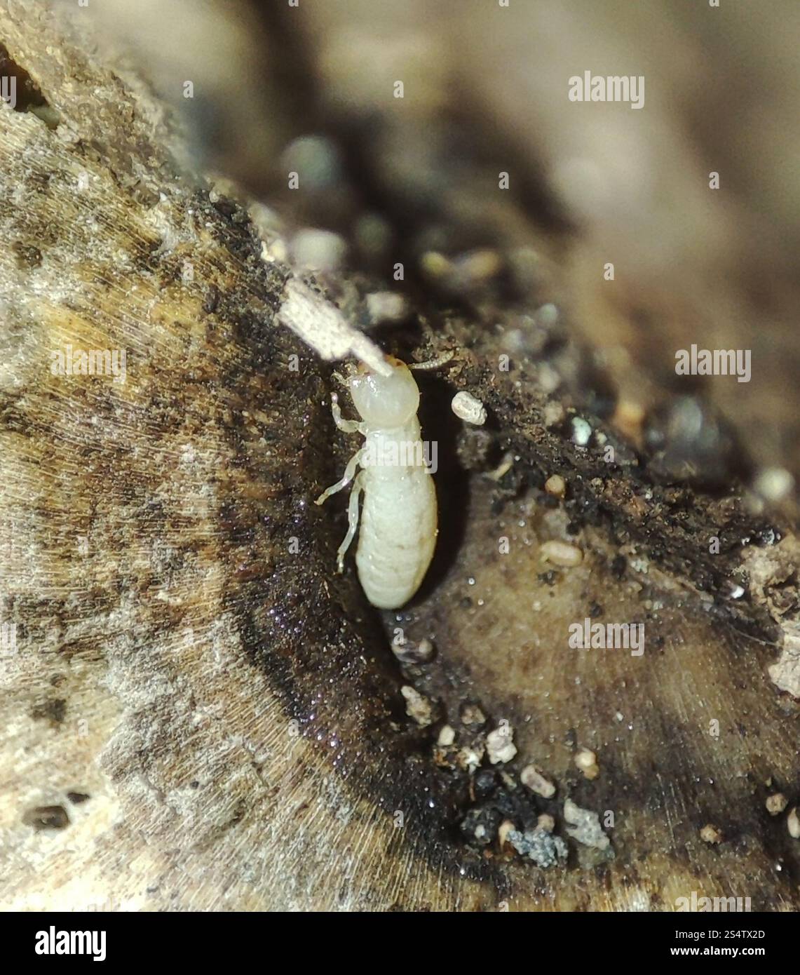 Drywood Termites (Kalotermitidae Stock Photo - Alamy