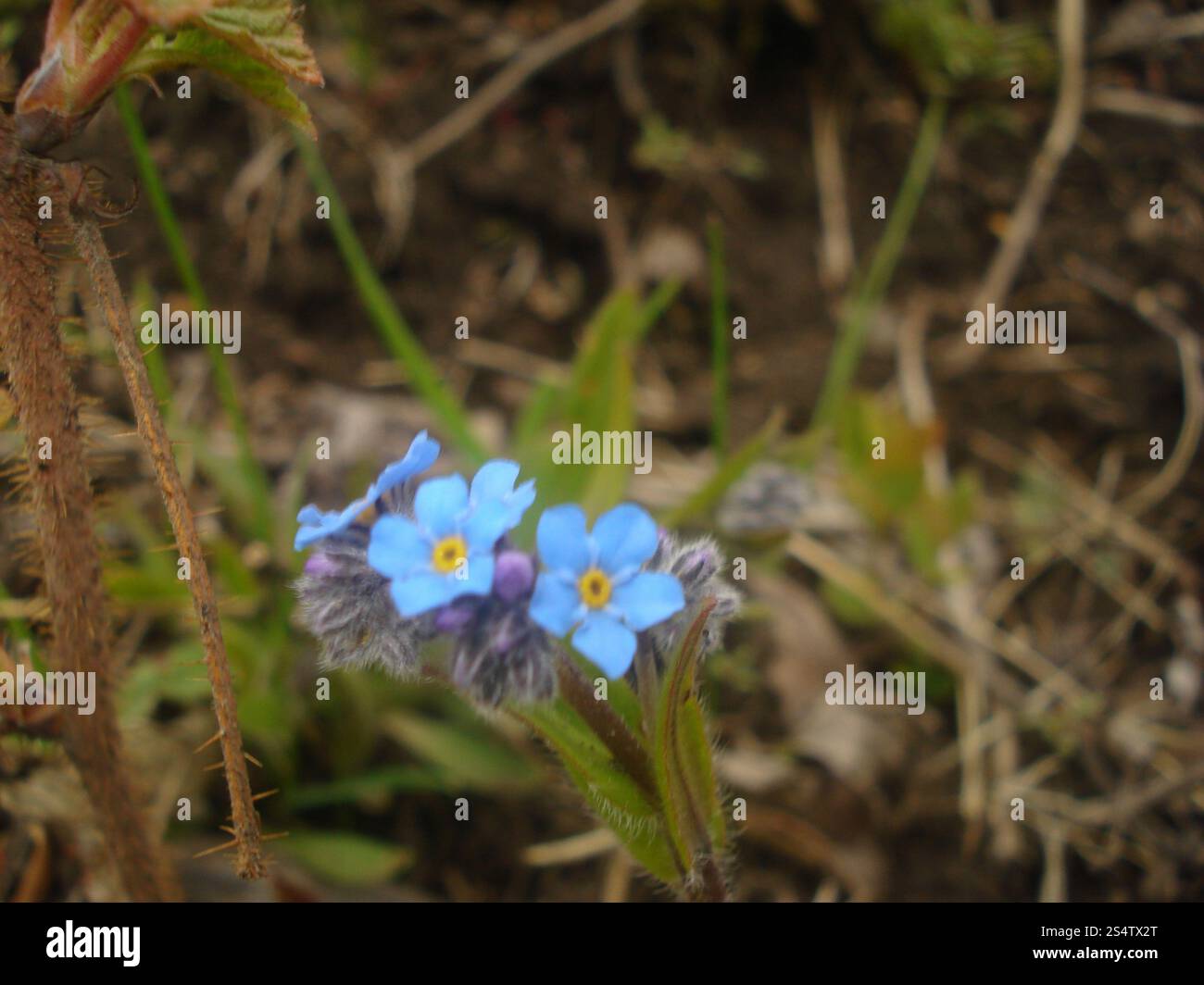 mountain forget-me-not (Myosotis asiatica Stock Photo - Alamy