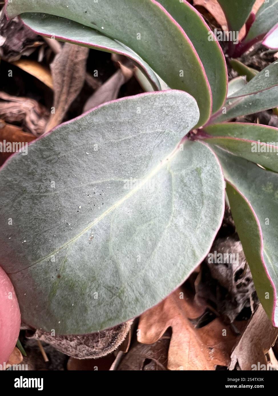 scarlet bugler (Penstemon centranthifolius Stock Photo - Alamy