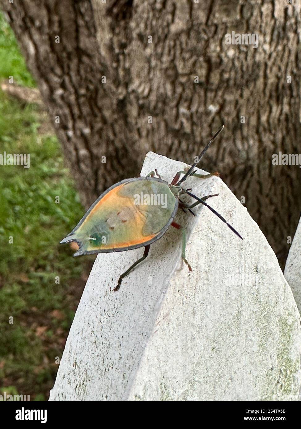 Lychee Stink Bug (Lyramorpha rosea Stock Photo - Alamy
